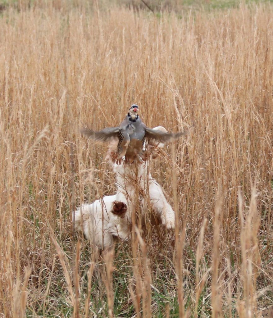 Gun Dog Training Clinic Pottsville PA |Upland Flushing Breed Training ...