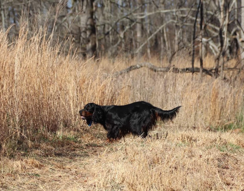 Gun Dog Training Clinic Pottsville PA |Upland Flushing Breed Training ...